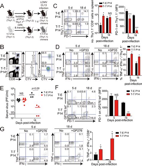 Control Of Chronic LCMV Infection By Innate CD8 T Cells A T E And