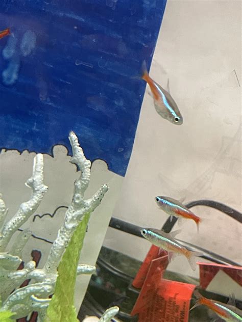Is My Neon Tetra Fat Or Pregnant Raquariums