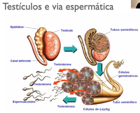 é Normal O Testiculo Subir Revoeduca