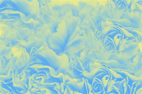 Abstract Blue Yellow Background Floral Carnation Petals Pattern Stock