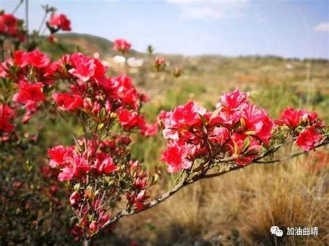 雲南這個地方開滿映山紅簡直美得不像話 每日頭條