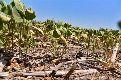 Santa Fe Entre Las Zonas Más Afectadas Por La Sequía En El País Al