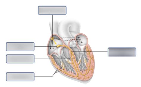 Ecg Practical 1 Diagram Quizlet