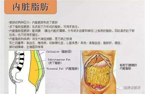 聊聊脂肪不必谈脂色变 作用