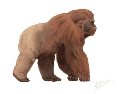 The Extinct Giant Orangutan Gigantopithecus That Roamed Asia