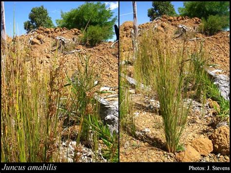 Photograph Juncus Amabilis Edgar Florabase