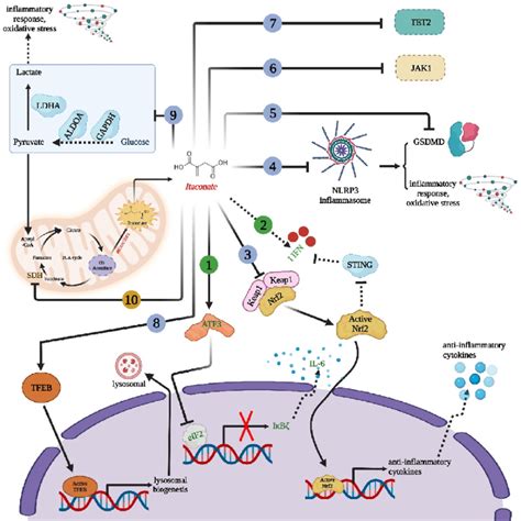 The Classical Signaling Pathways By Which Itaconate Regulates The