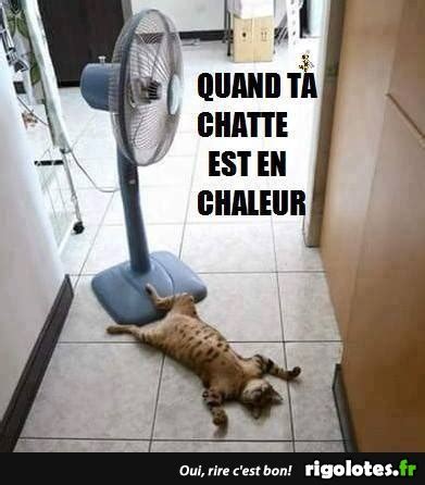Quand ta chatte Blagues et les meilleures images drôles
