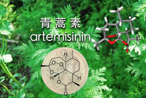 热点 青蒿素 疟疾的天敌 疟原虫