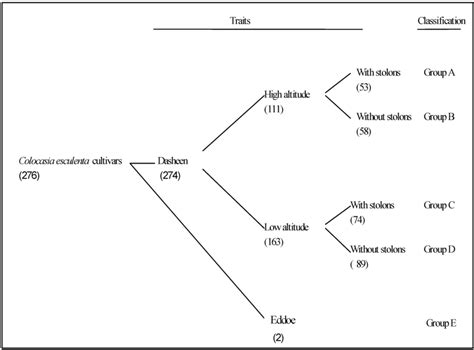 Hierarchical Classification Of The Papua New Guinea Taro Collection Download Scientific Diagram