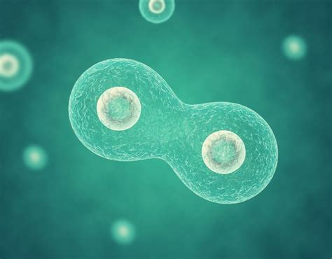 Introduction To Cellular Signaling Types Process And Functions The Lifesciences Magazine