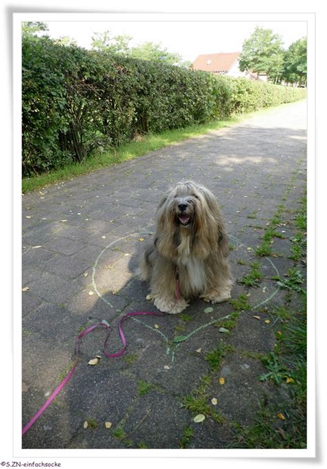 Hundeblog Einfach Socke In Meiner Badewanne Bin Ich Kapitän