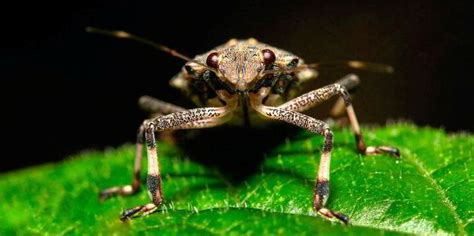 Ships Face Port Bans If They Fail To Deal With Stink Bug Threat