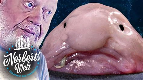 HÄSSLICHSTER Fisch BLOBFISCH Gibt es den wirklich NORBERTS