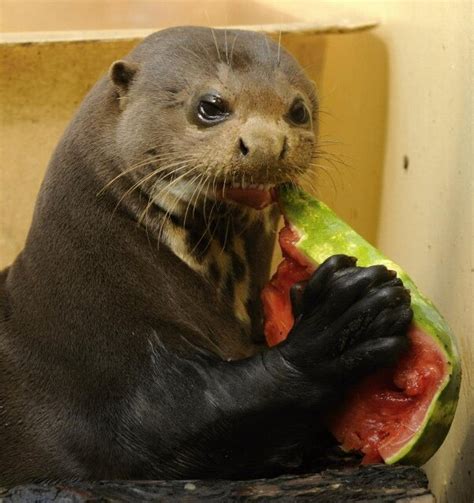 A Seal Eating A Watermelon While Crying