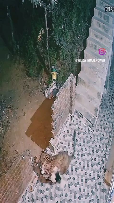 ‎حیات وحشwild Life‎ ‎تله Hayatevahshtv ️ پست های قبلی رو حتما