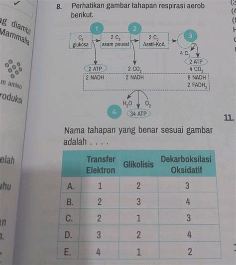 8 Perhatikan Gambar Tahapan Respirasi Aerob StudyX