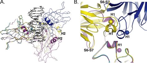 The Dimeric States Of The P53 Core Domain A Overlay Of The Mouse Download Scientific Diagram