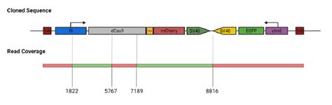 Sequencing Read Coverage Of Fli Dcas9 P2a Mcherry Plasmid Construct