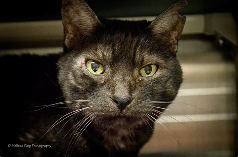 Tri County Humane Society Home Facebook