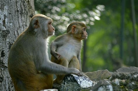 Monkey Primate Ape Free Photo On Pixabay Pixabay