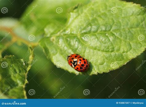 Mating Ladybugs Stock Image Image Of Closeup Mate Coccinella 93887207