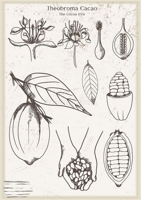 Anatomy Bean Seed Stock Illustrations 106 Anatomy Bean Seed Stock
