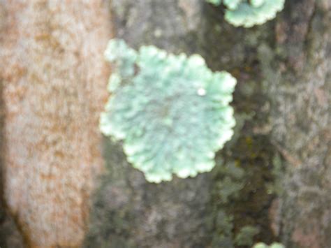 Can Any One Identify This Lichen Specimen ResearchGate