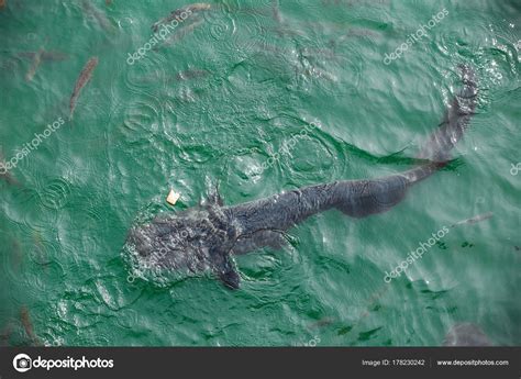 Chernobyl Fish Giant Wels Catfish Wikipedia