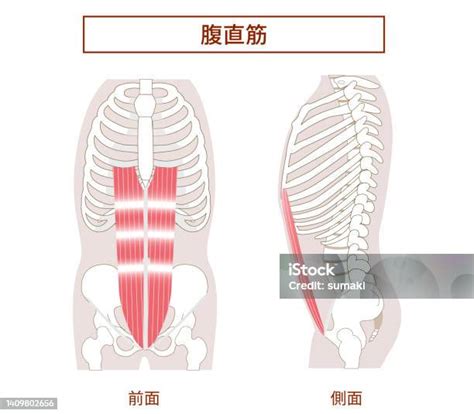 직장 복부 근육 복부 근육 그룹의 그림 측면 및 정면보기 근육에 대한 스톡 벡터 아트 및 기타 이미지 근육 측면 보기