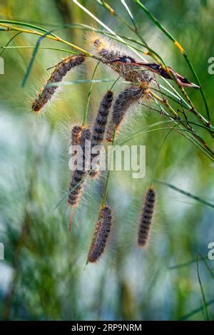 Group Of Hairy Caterpillars Hanging From Tree Branch Stanthorpe Queensland Australia Stock