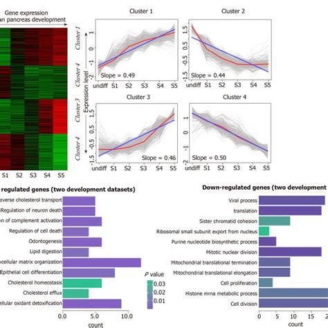 Continuous Differential Expression Patterns In Pancreas Development A