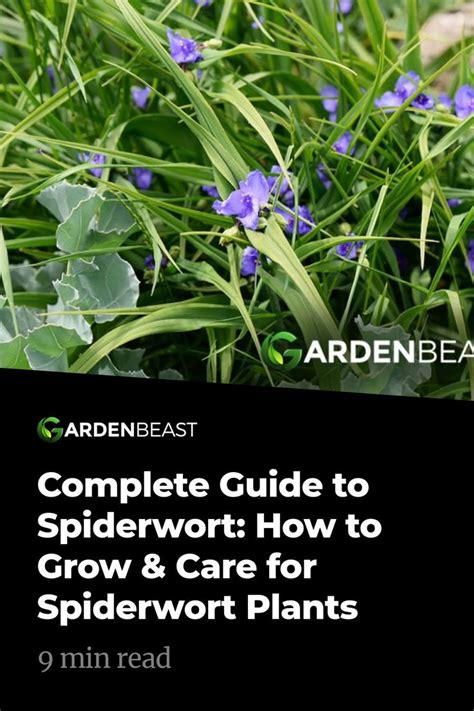 Spiderwort Guide How To Grow And Care For Spiderwort Plants Plants