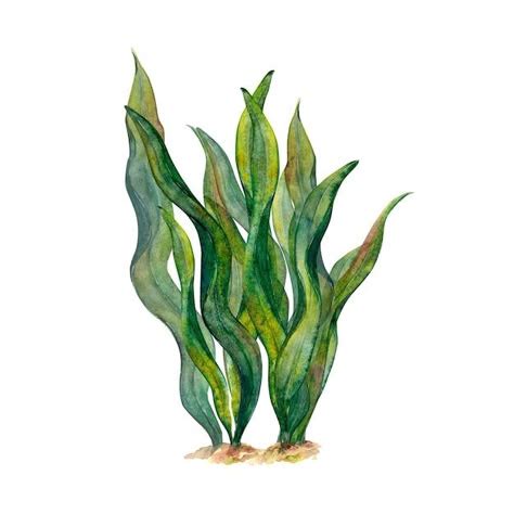 Algae Drawing
