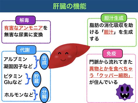 肝硬変の病態生理をわかりやすくイラストで解説！腹水や女性化乳房、肝性脳症などの症状はどうして起こる？