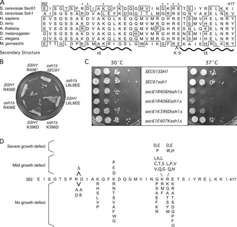 Point Mutations In L8 Of Sec61p A Secondary Structure Of L8 M Download Scientific Diagram