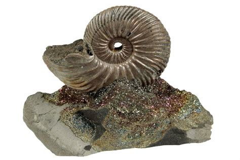 2 6 Iridescent Pyritized Ammonite Quenstedticeras Fossil Display 193113 For Sale