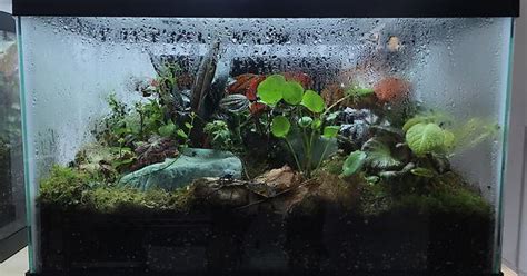 Dart Frog Terrariums Album On Imgur