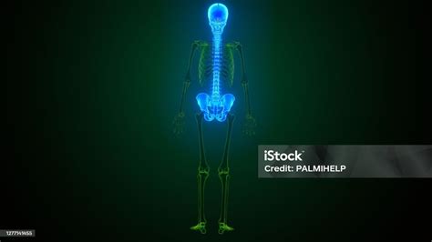 축 골격의 3d 그림은 다음과 같습니다 두개골 척추 기둥 및 갈비뼈 해부학 0명에 대한 스톡 사진 및 기타 이미지 0명 3