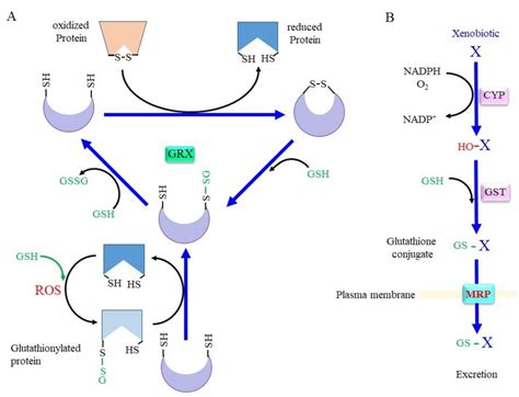 Critical Roles Of The Cysteine Glutathione Axis In The Production Of γ Glutamyl Peptides In The