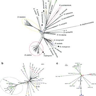 Neighbor Net Phylogenetic Network Constructed From Gtr Distance A The