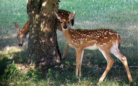 1084159 Deer Nature Wildlife Impala Gazelle Fauna Mammal