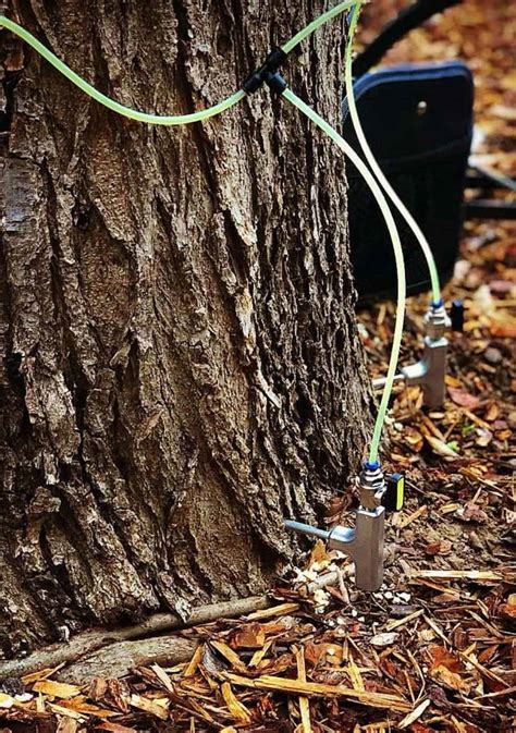 Tree Disease Service Tree Disease Expert Fielding Tree Care