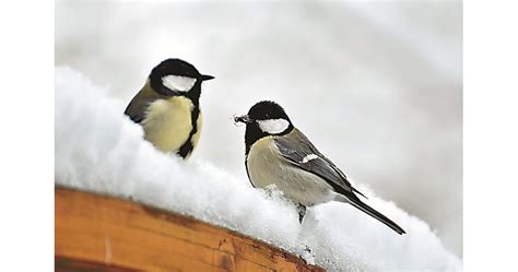 За да се радвате на птиците в двора и догодина хранете ги Български