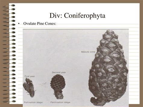 Ppt Evolution Of Cycads Gymnosperms And Ferns Powerpoint