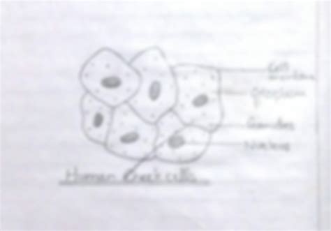 SOLUTION Observation Of Human Cheek Cells Under Microscope Studypool
