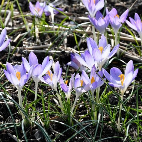 Crocus Tommasinianus Lilac Beauty