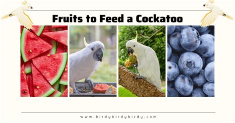 Cockatoo Diet 101 How To Feed Your Feathered Friend