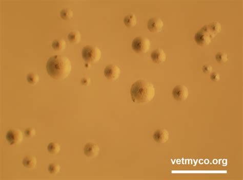 Mycoplasma Hyopneumoniae Vetmyco