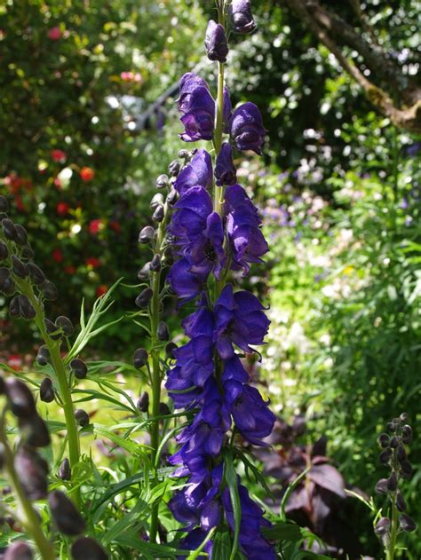 Delphinium Floral Color Delphinium Floral